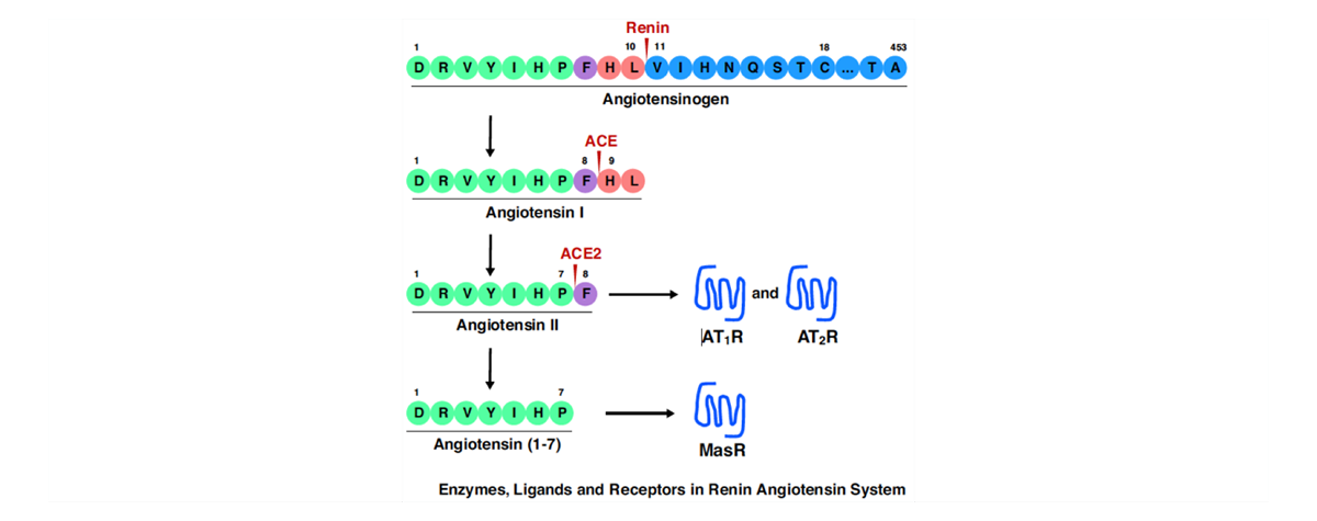 FPI y sistema Renina-Angiotensina | Avances en Fibrosis Pulmonar
